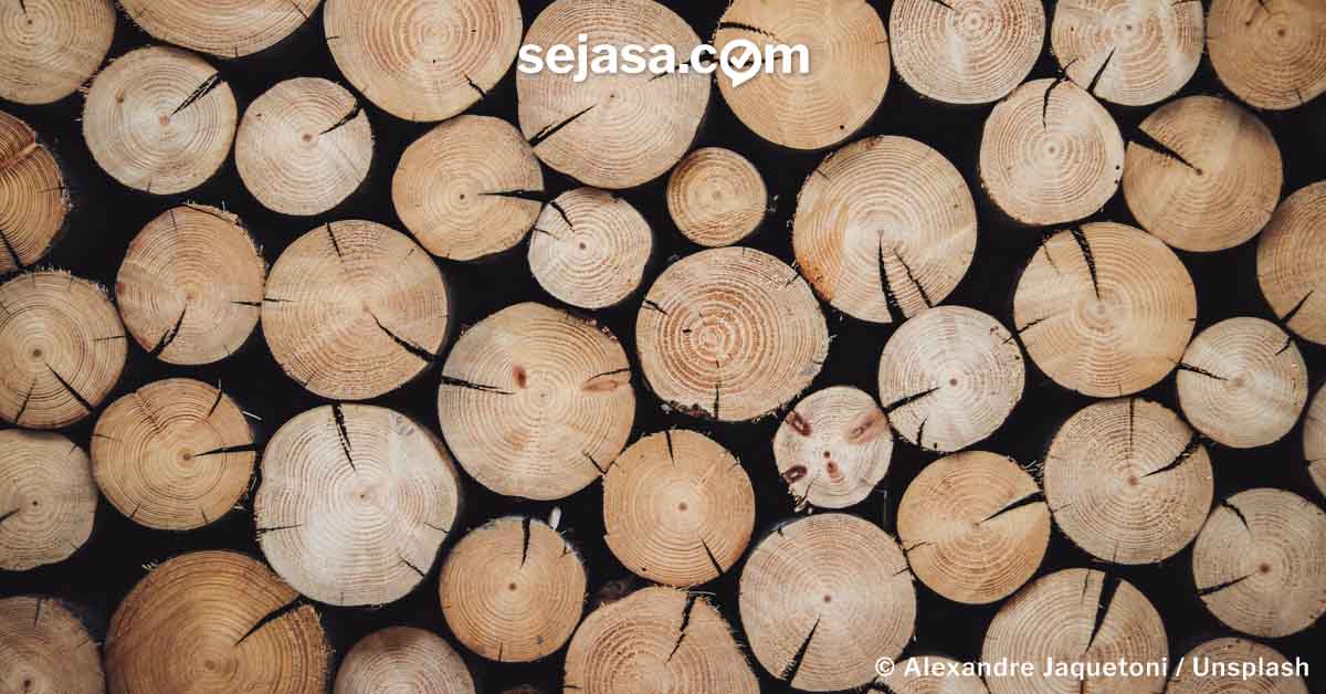 Kayu, Material Konstruksi Kuat dan Ramah Lingkungan - Sejasa HAPPY LIVING