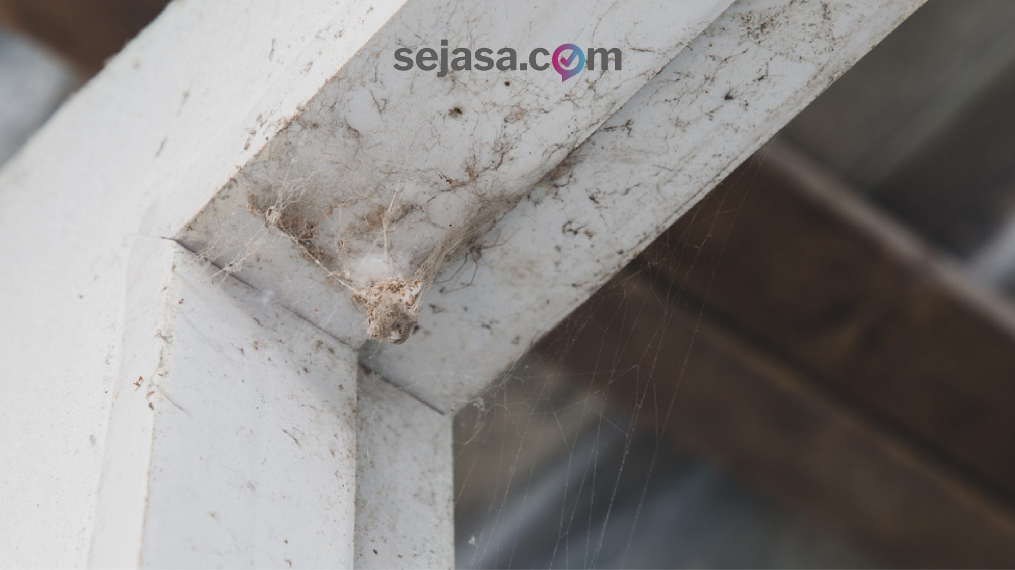 4 Fakta yang Harus Diketahui Sebelum Membersihkan Jaring Laba-Laba ...